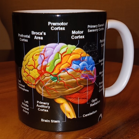 Dining | Brain Anatomy Science Medical Coffee Mug Cup | Poshmark